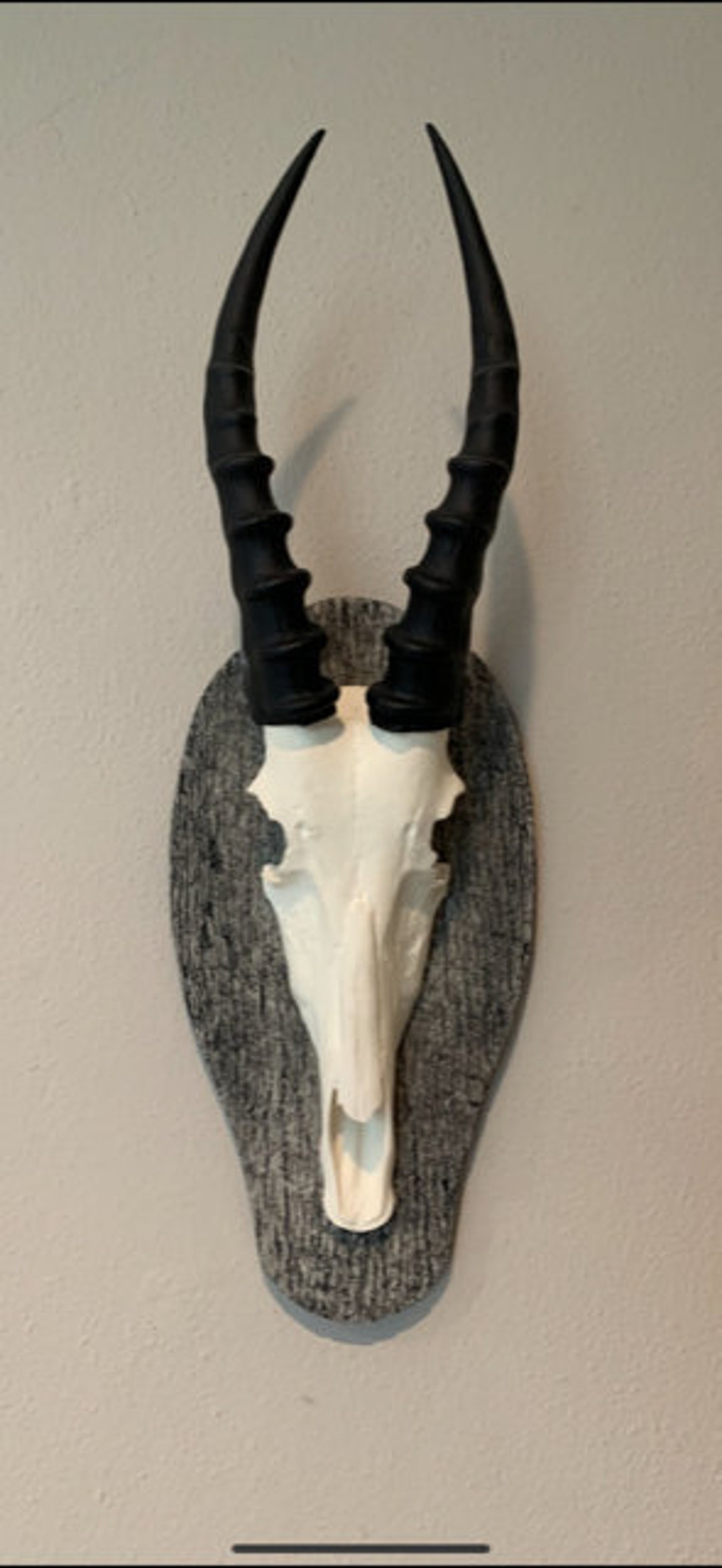 African Blesbok Blesbuck Skull and Horns Faux Replica Taxidermy Skulls ...