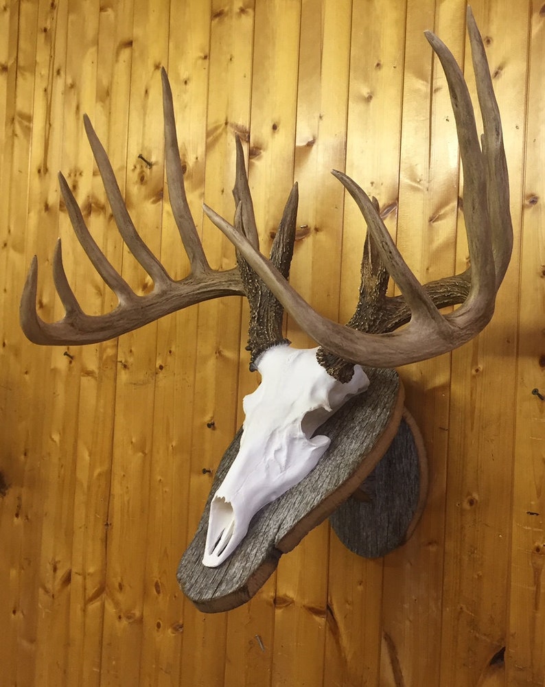 deer-skull-european-mount-replica-high-quality-taxidermy-etsy