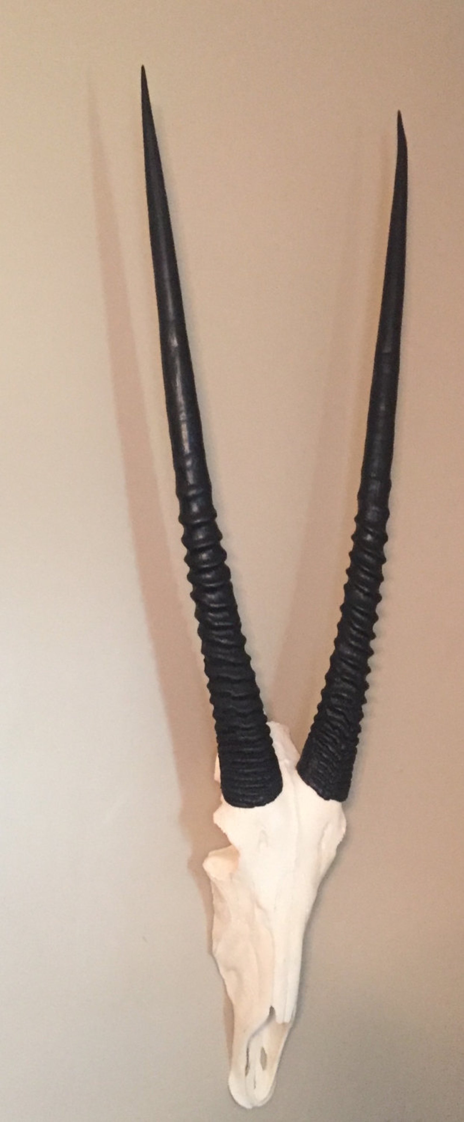 Handmade GEMSBOK OYRX Skull Faux Replica Taxidermy Skulls Gemsbuck ...