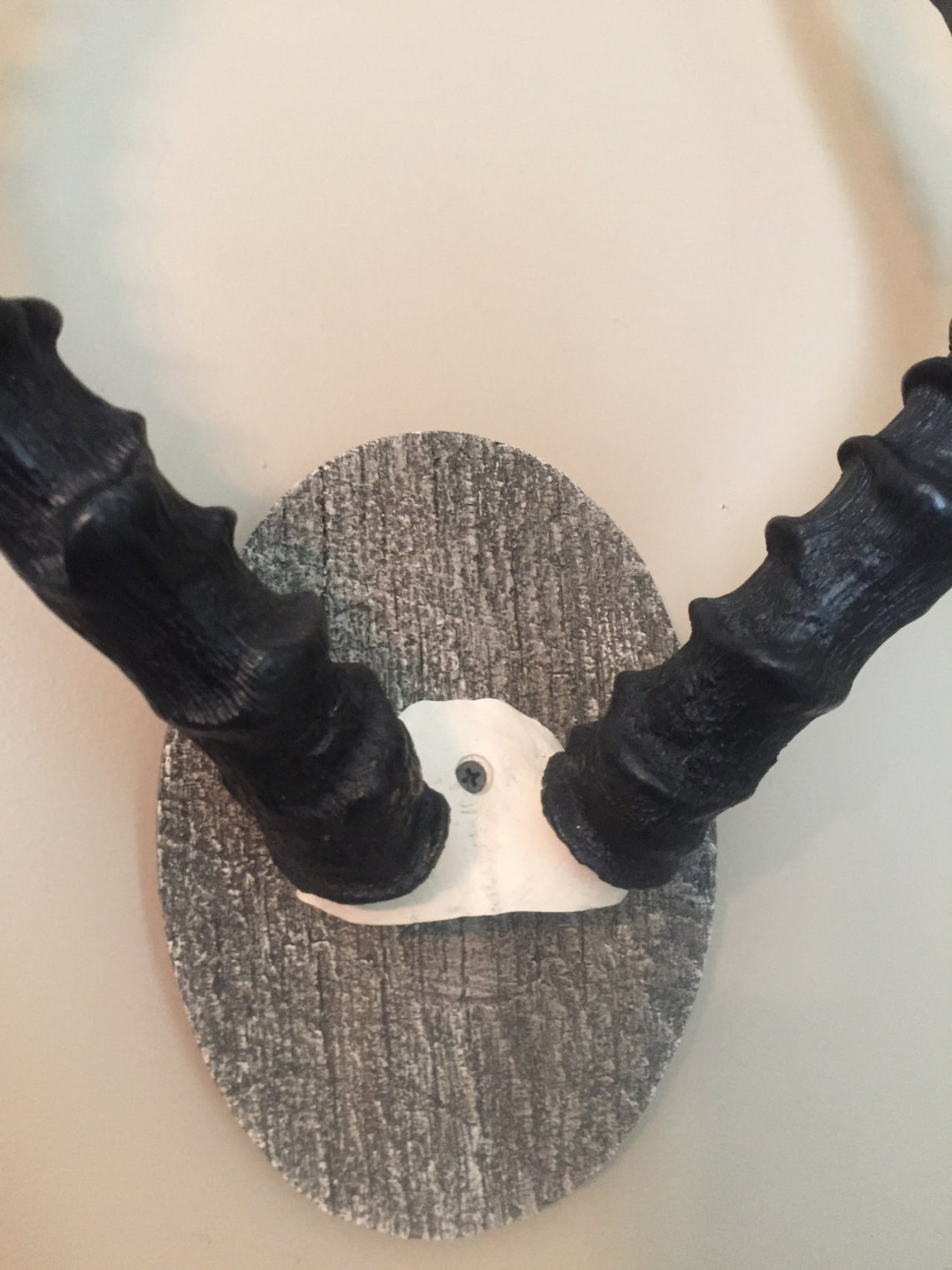 African Impala Ram Skull/mount/horns/antelope/taxidermy Home - Etsy