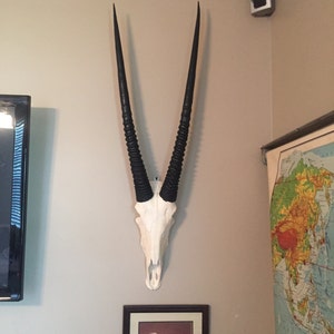 Handmade GEMSBOK OYRX Skull Faux Replica Taxidermy Skulls Gemsbuck ...