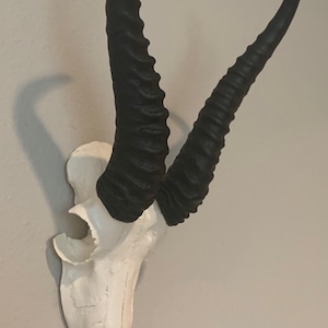 African Male Springbok Skull and Horns Faux Replica Taxidermy Skulls ...