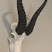 African Male Springbok Skull and Horns Faux Replica Taxidermy Skulls ...