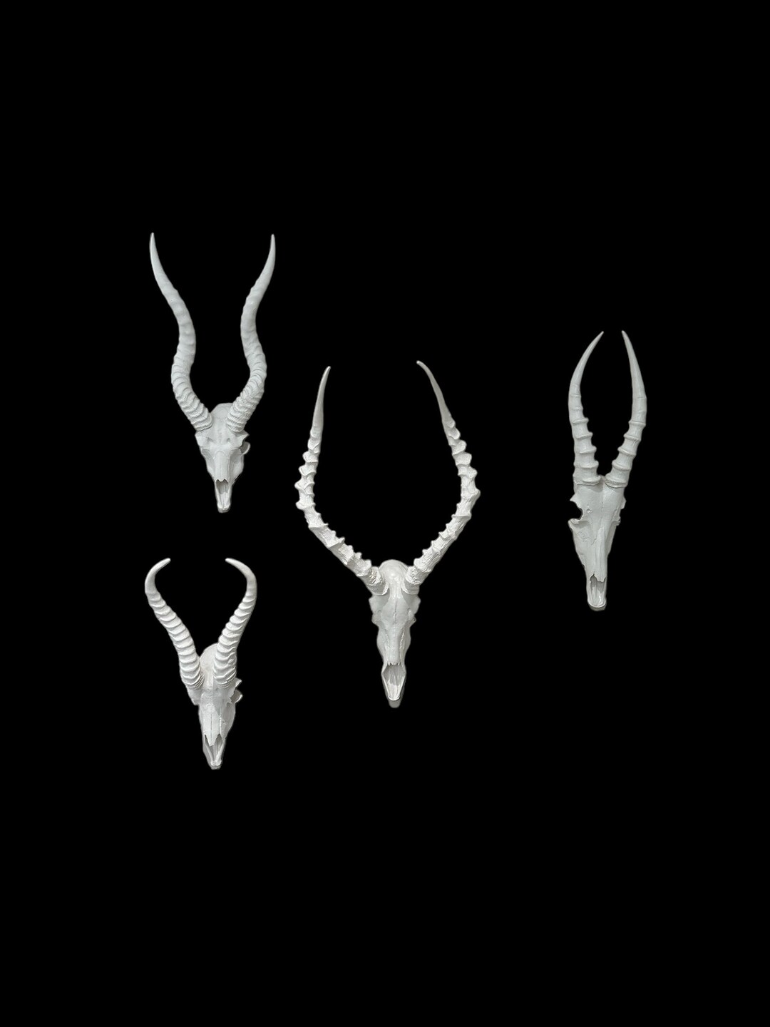 Large Display of 4 Faux Skulls Blackbuck ,blesbok, Springbok and Impala ...