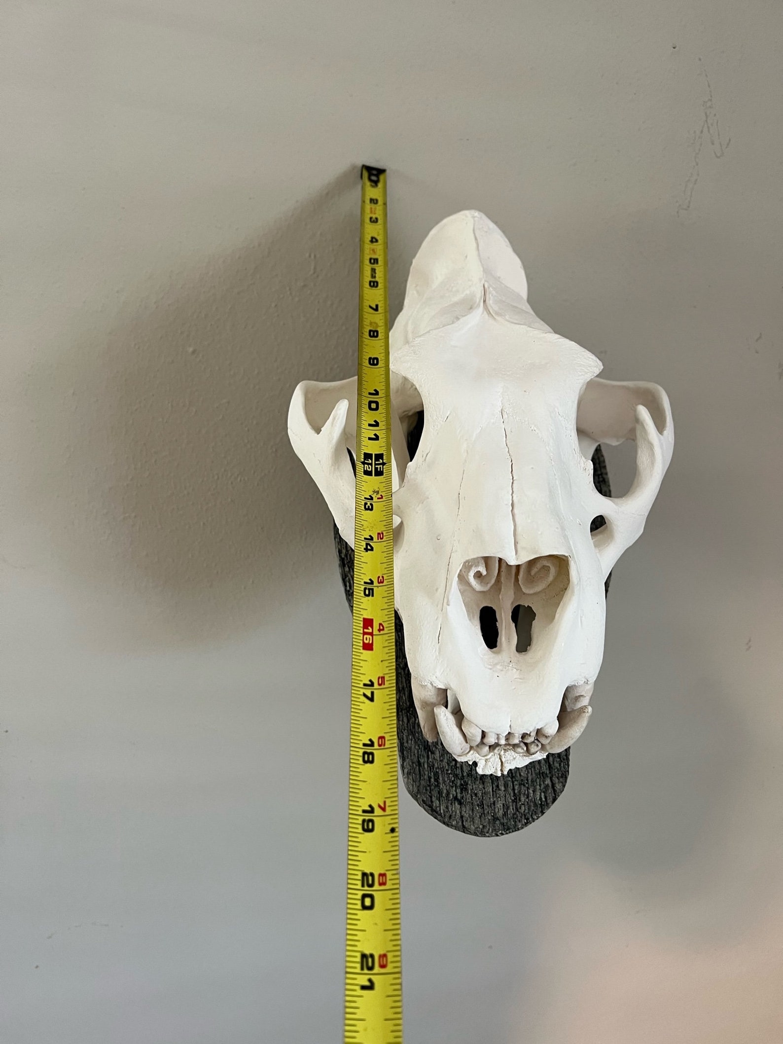 Large Wall Mounted Male AFRICAN LION SKULL Replica Taxidermy Home Decor ...