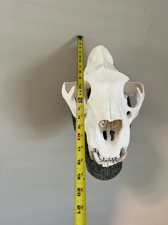 African Lion Skeleton