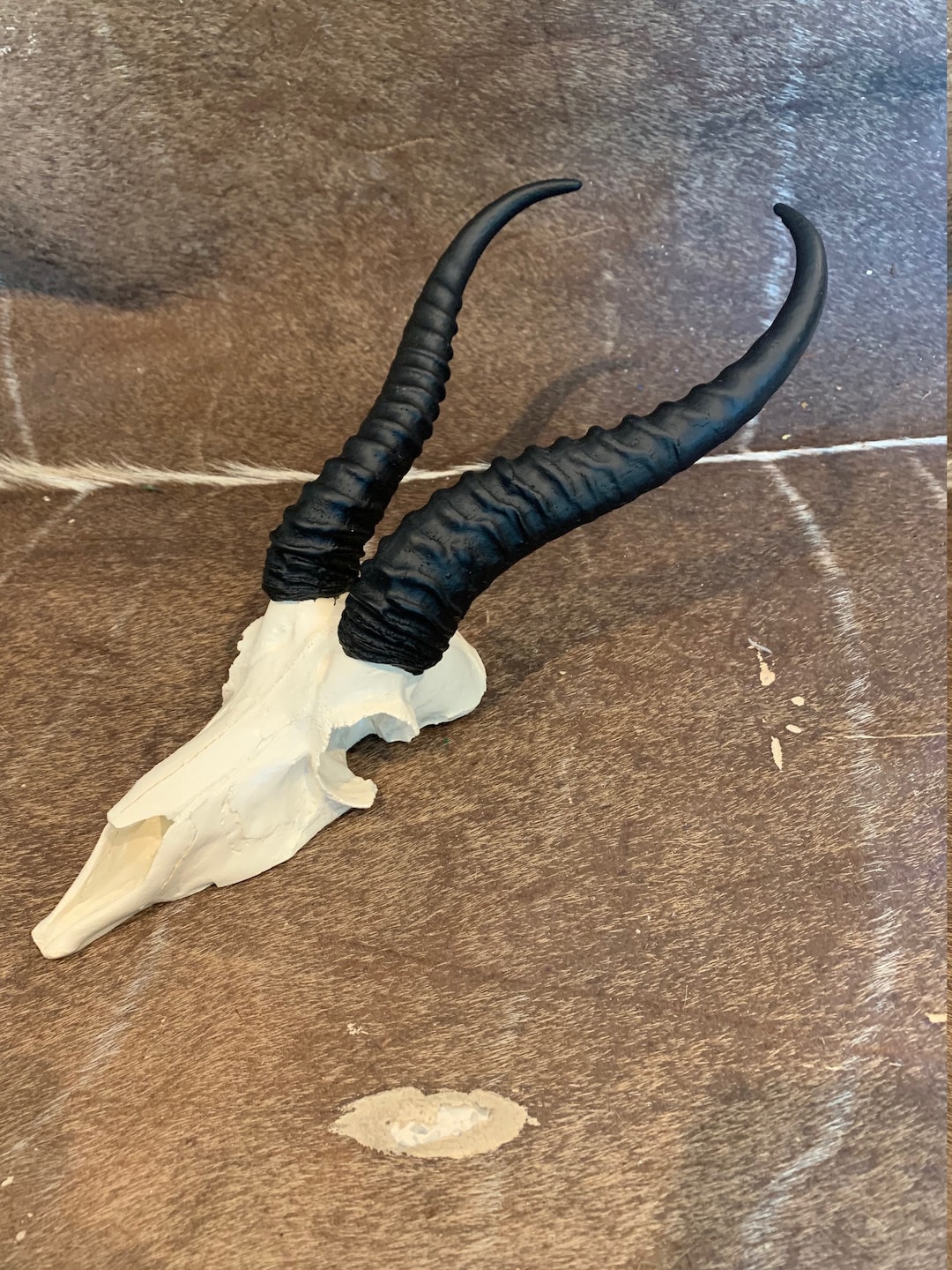 African Male Springbok Skull and Horns Faux Replica Taxidermy Skulls ...