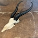 African Male Springbok Skull and Horns Faux Replica Taxidermy Skulls ...