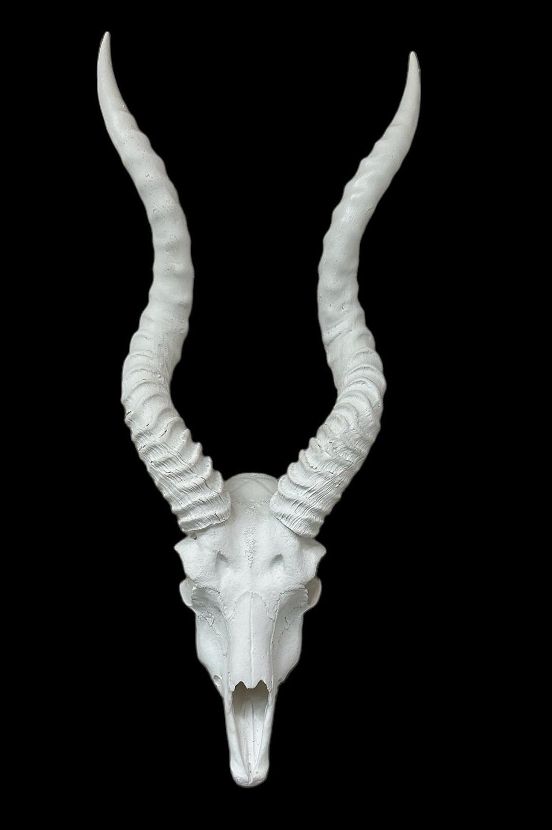 Blackbuck Indian Antelope Skulls Man Cave Taxidermy Springbuck Faux ...