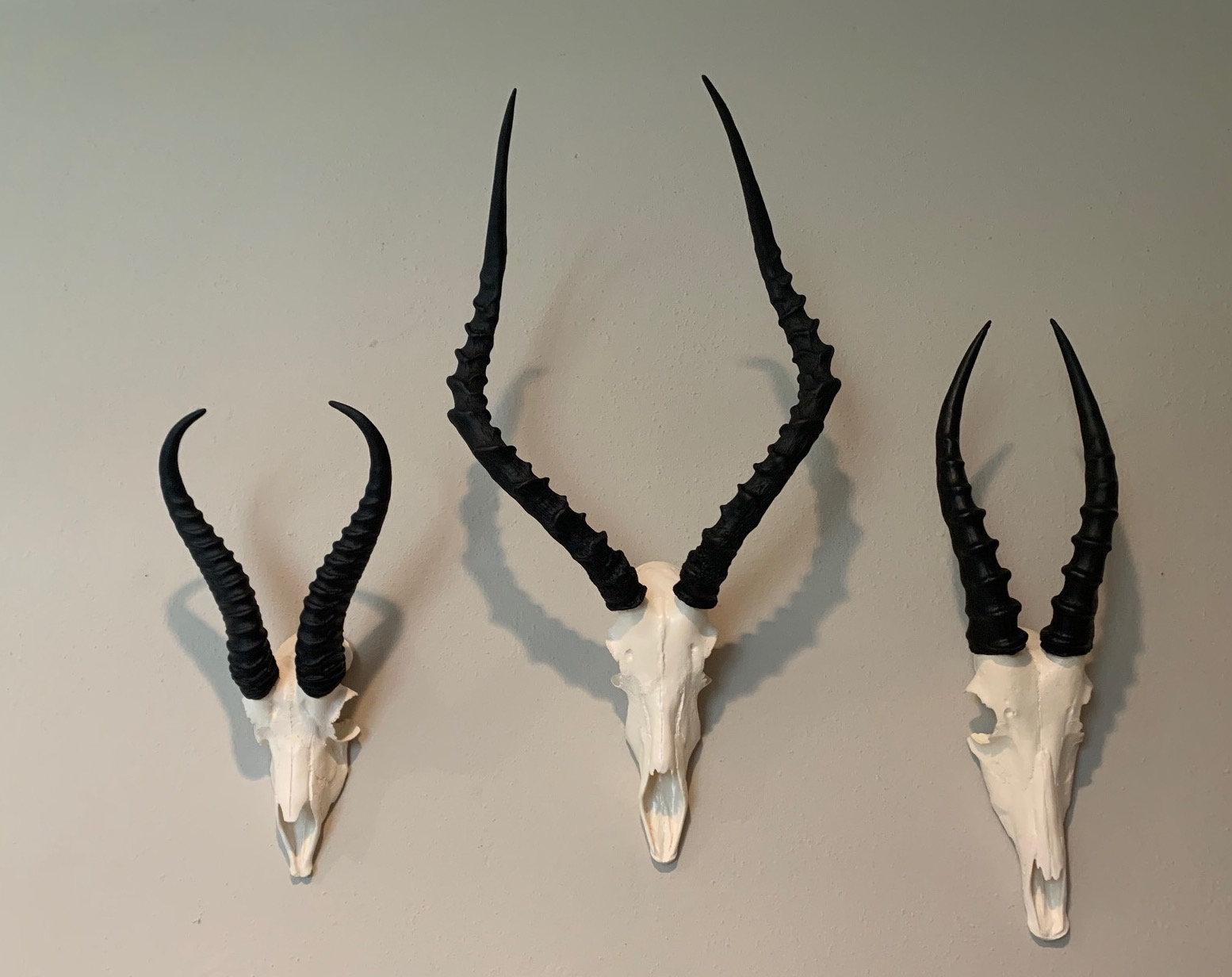 Set of 3 Faux African Skulls Blesbok Springbok Impala Taxidermy ...