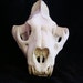 Large Male AFRICAN LION SKULL Replica Taxidermy Home Decor Interior ...