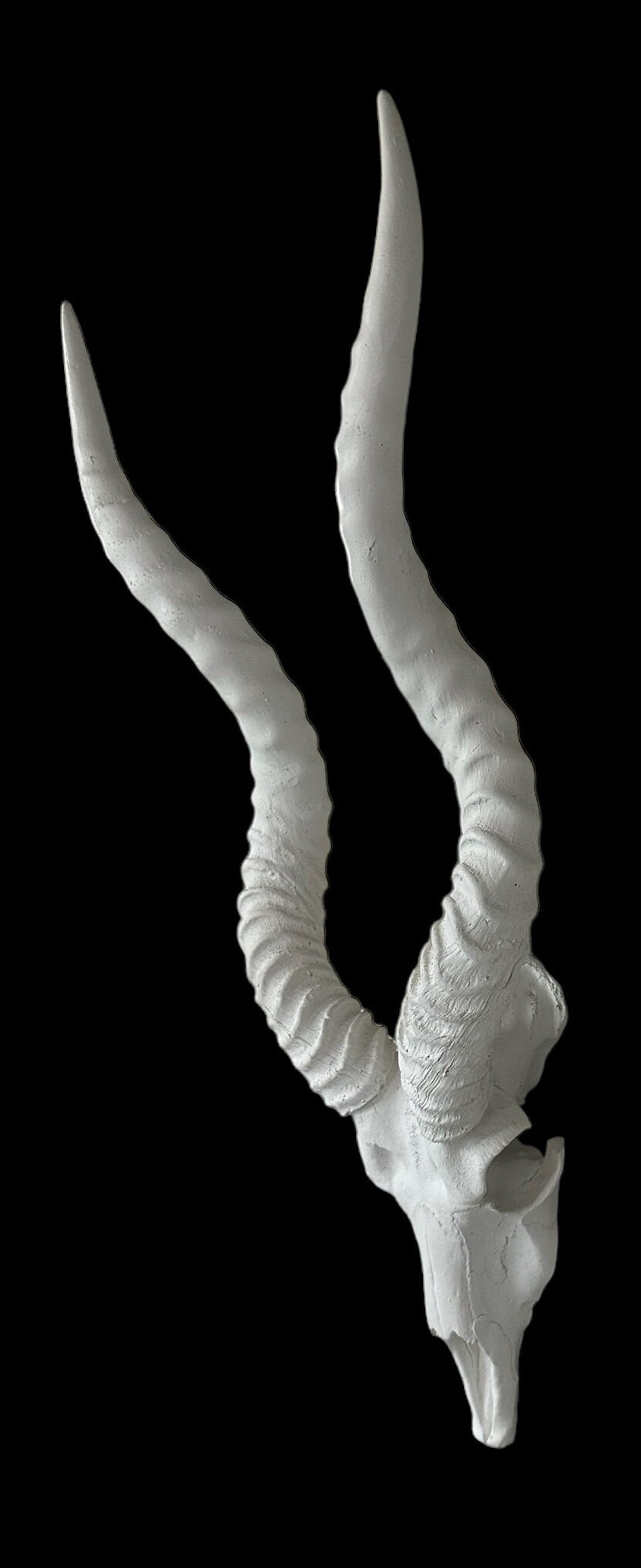 Blackbuck Indian Antelope Skulls Man Cave Taxidermy Springbuck Faux ...
