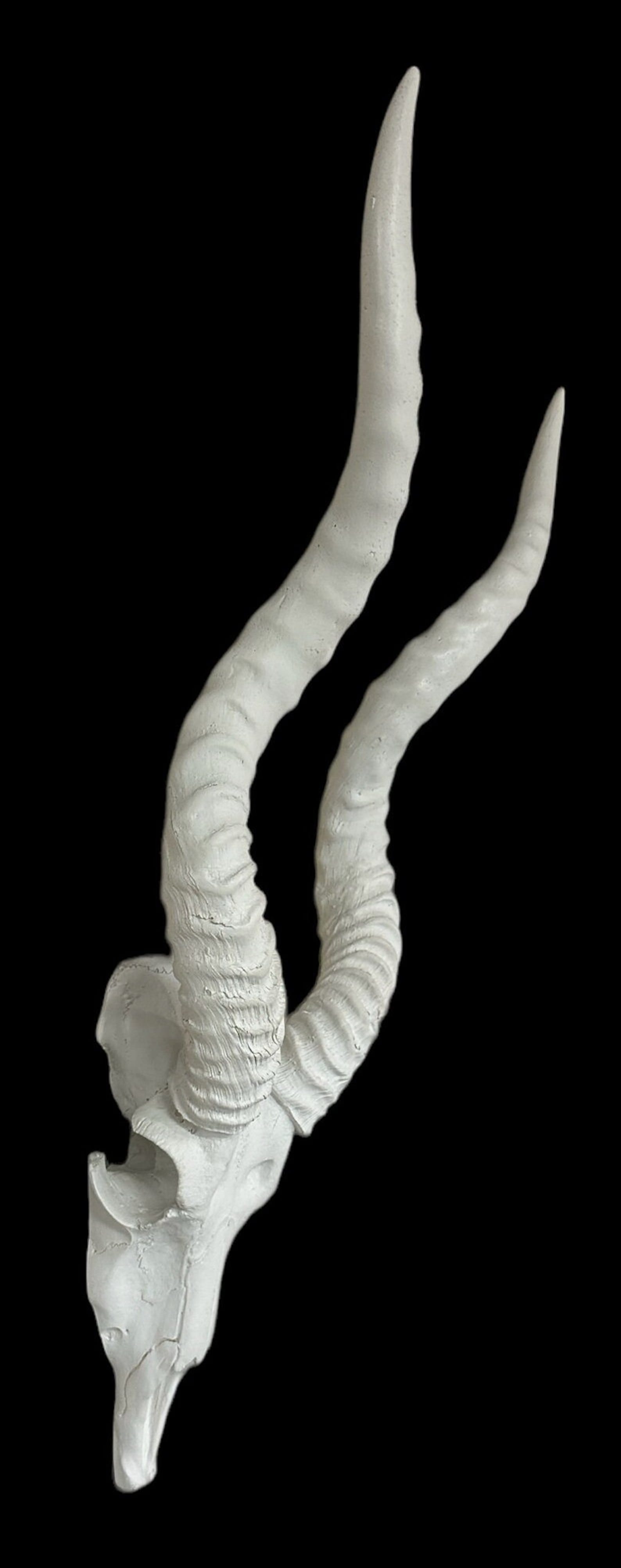Blackbuck Indian Antelope Skulls Man Cave Taxidermy Springbuck Faux ...