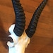 African Male Springbok Skull and Horns Faux Replica Taxidermy Skulls ...