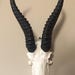 African Male Springbok Skull and Horns Faux Replica Taxidermy Skulls ...