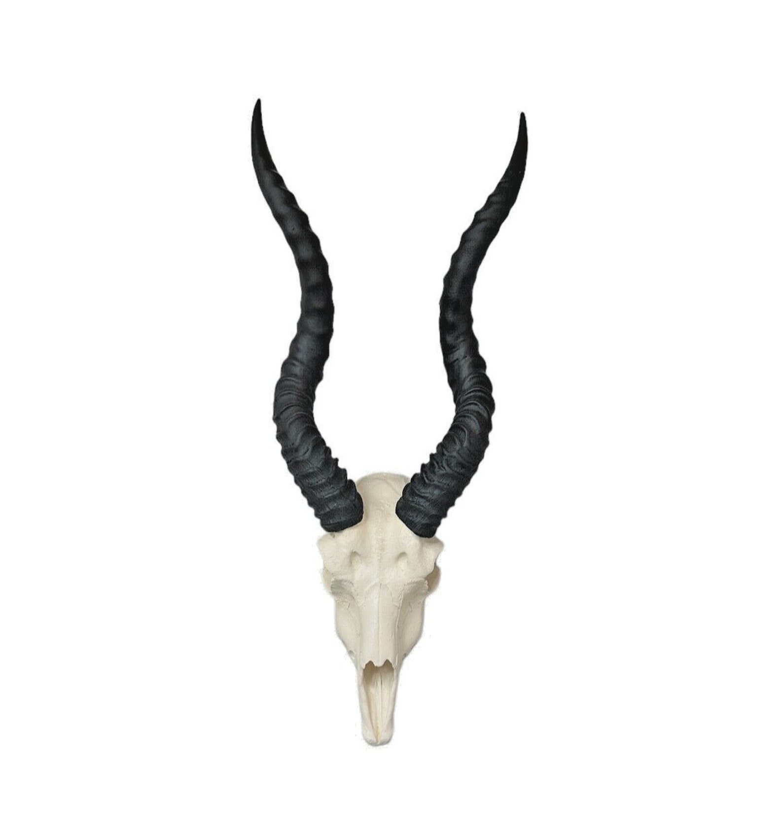 Blackbuck Indian Antelope Skulls Man Cave Taxidermy Springbuck Faux ...
