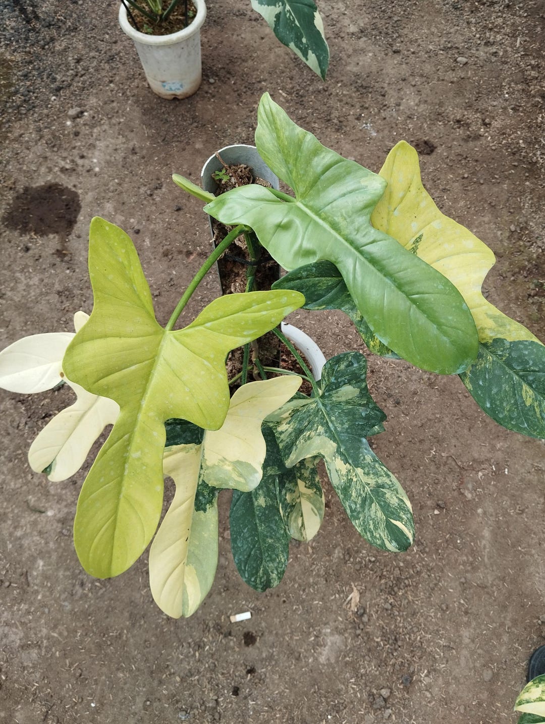 Philodendron Violin Variegated Real Picture - Etsy