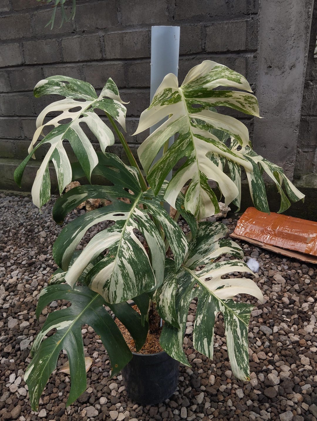 Monstera Albo Holland Variegated Real Picture - Etsy