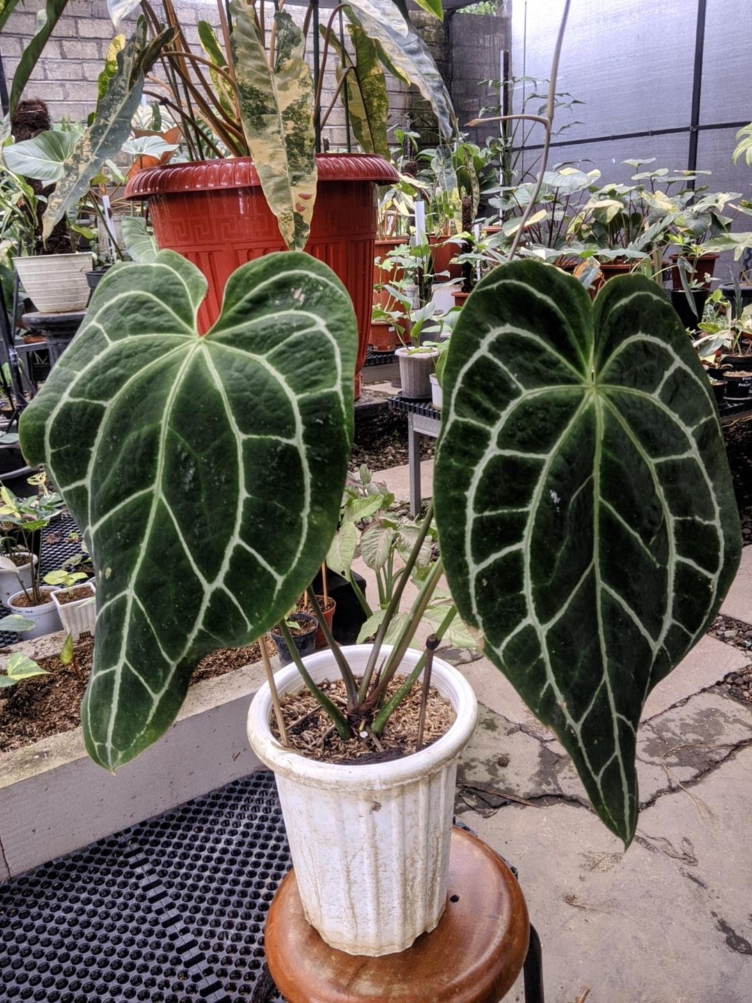 Anthurium Minahasa Variegated Large Leave Real Picture - Etsy