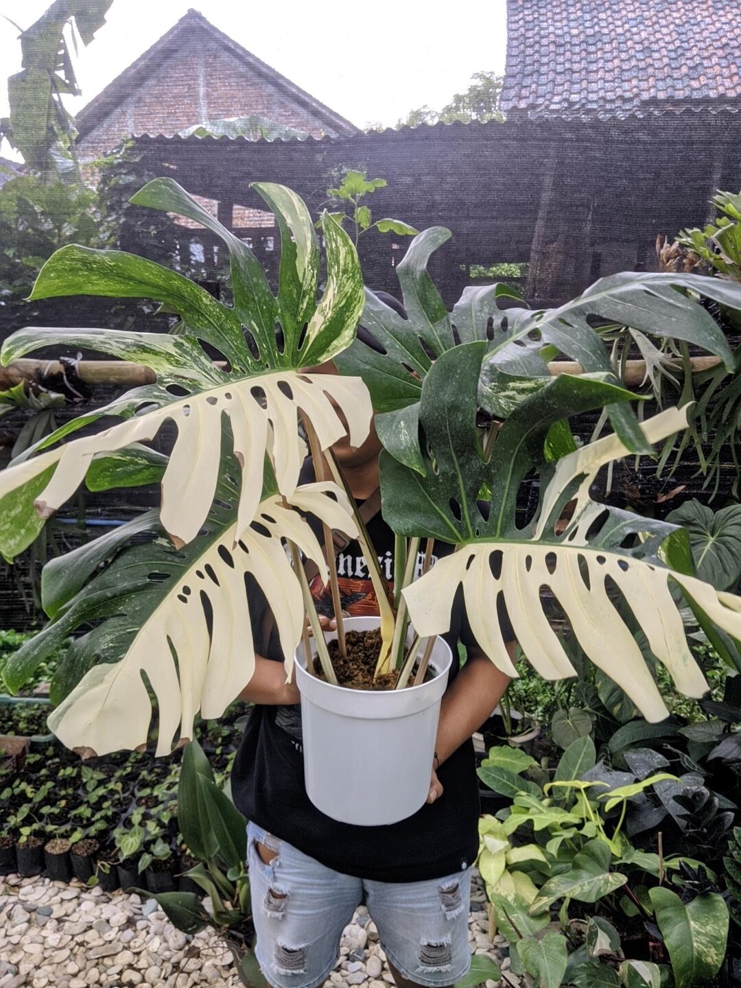 Monstera Albo Halfmoon X White Tiger Variegated Mature Very Beauty ...