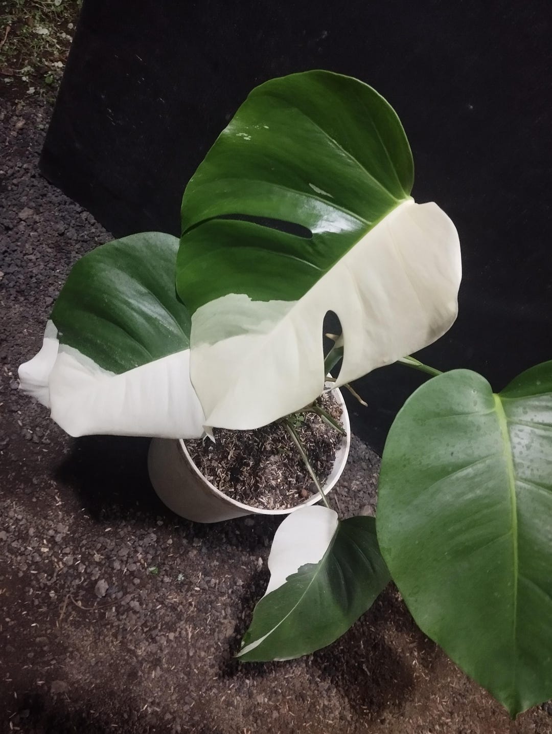 Monstera Albo Halfmoon Variegated Plant Real Picture - Etsy