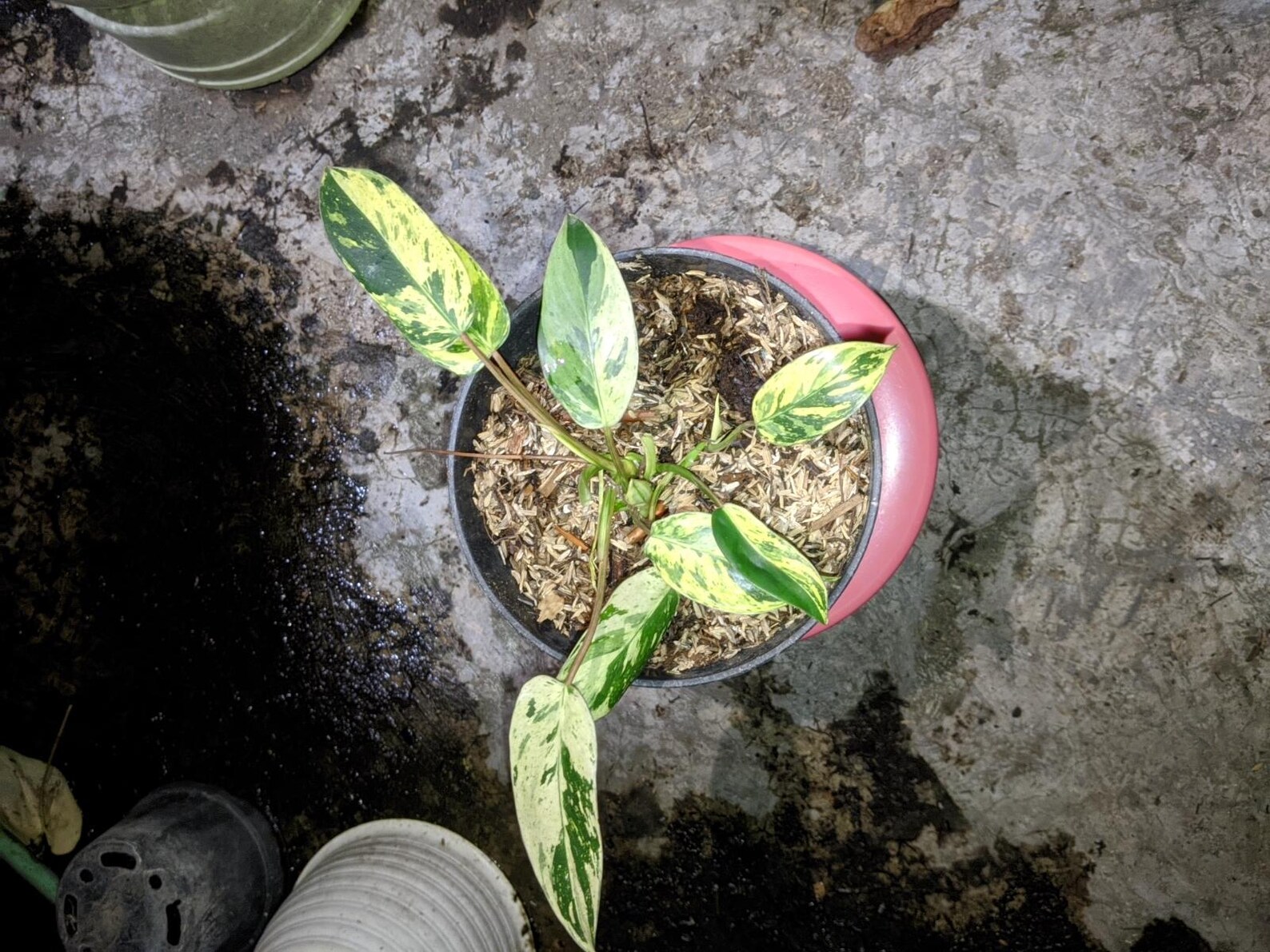 Philodendron Ilsemani Filiphine Variegated Real Picture - Etsy