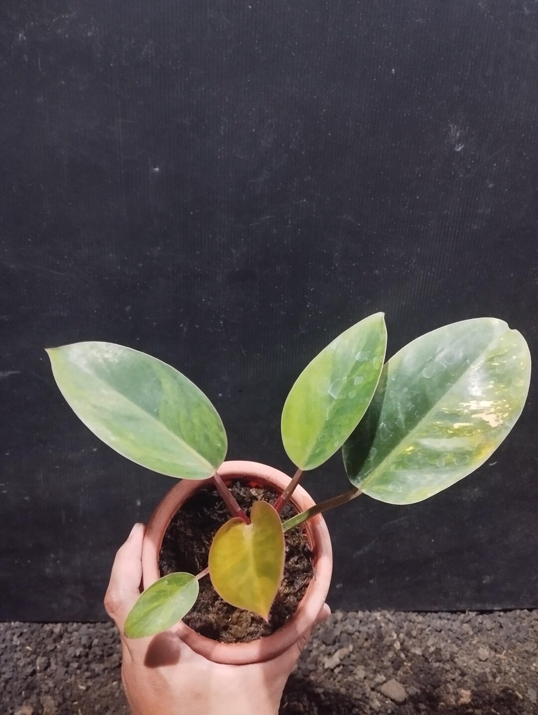 Philodendron Yellow Congo Variegated Real Picture - Etsy