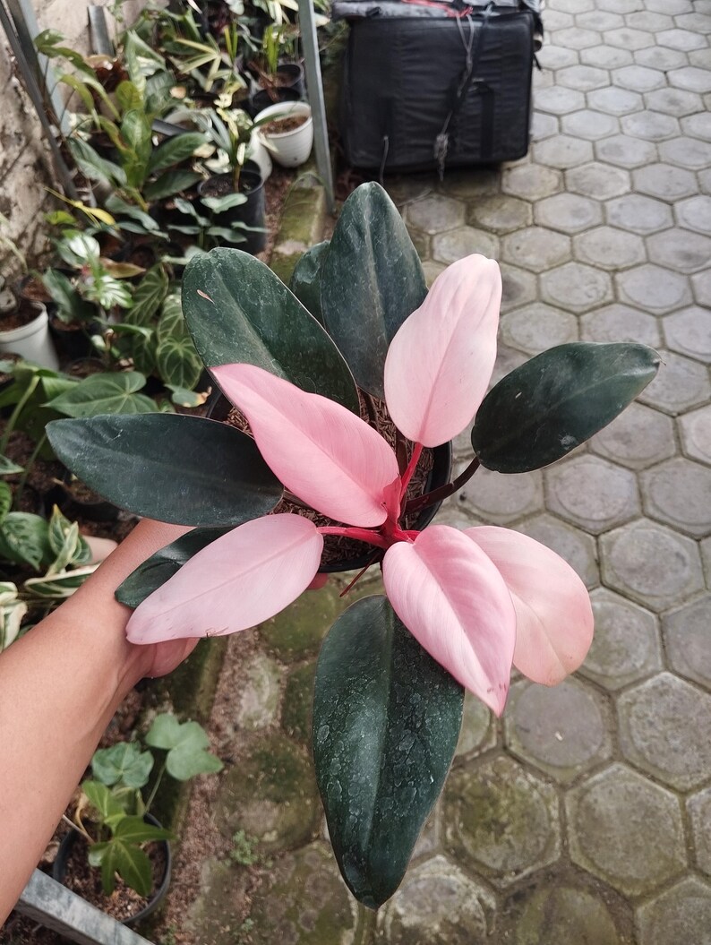 Philodendron Pink Congo Real Picture - Etsy