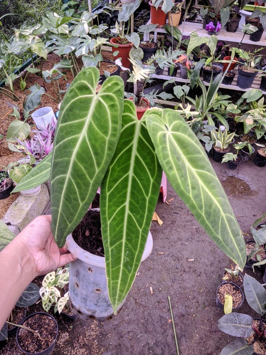 Anthurium Waroqueanum Green Beauty Luxury Plant Unique Real Picture - Etsy