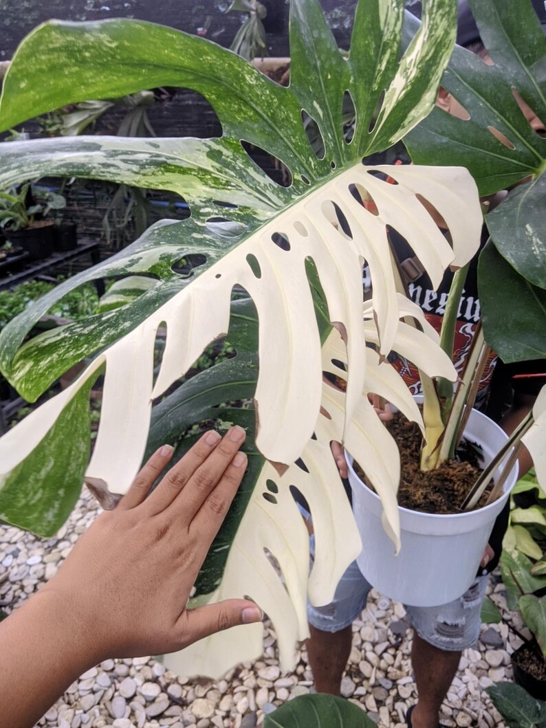 Monstera Albo Halfmoon X White Tiger Variegated Mature Very Beauty ...