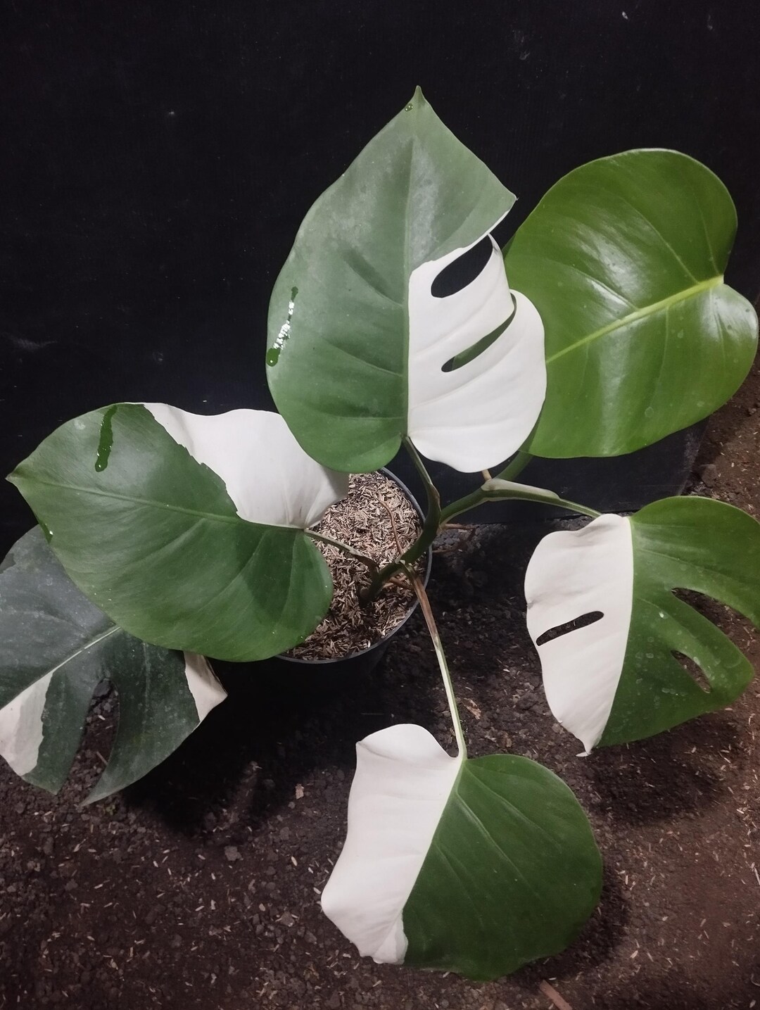 Monstera Albo Halfmoon Variegated Big Size Real Picture - Etsy