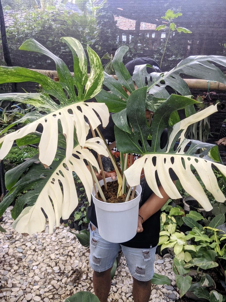 Monstera Albo Halfmoon X White Tiger Variegated Mature Very Beauty ...