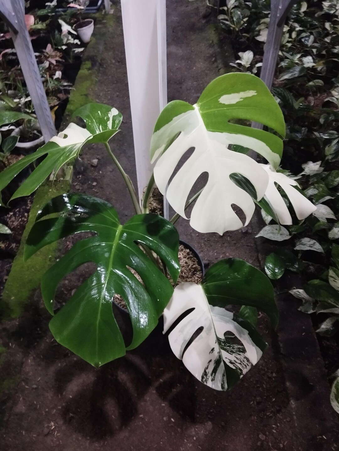 Monstera Albo White Tiger Variegated Big Size Real Picture - Etsy