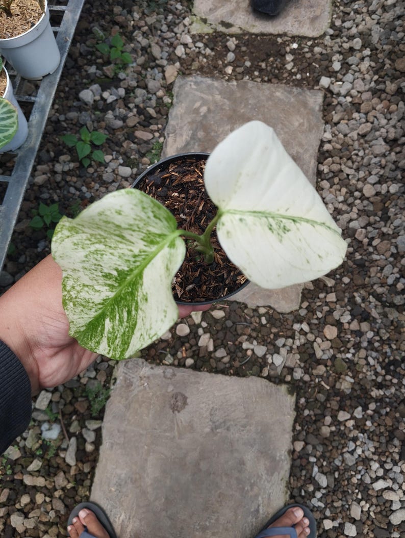 Monstera White or Devil Monster Variegated Real Picture - Etsy