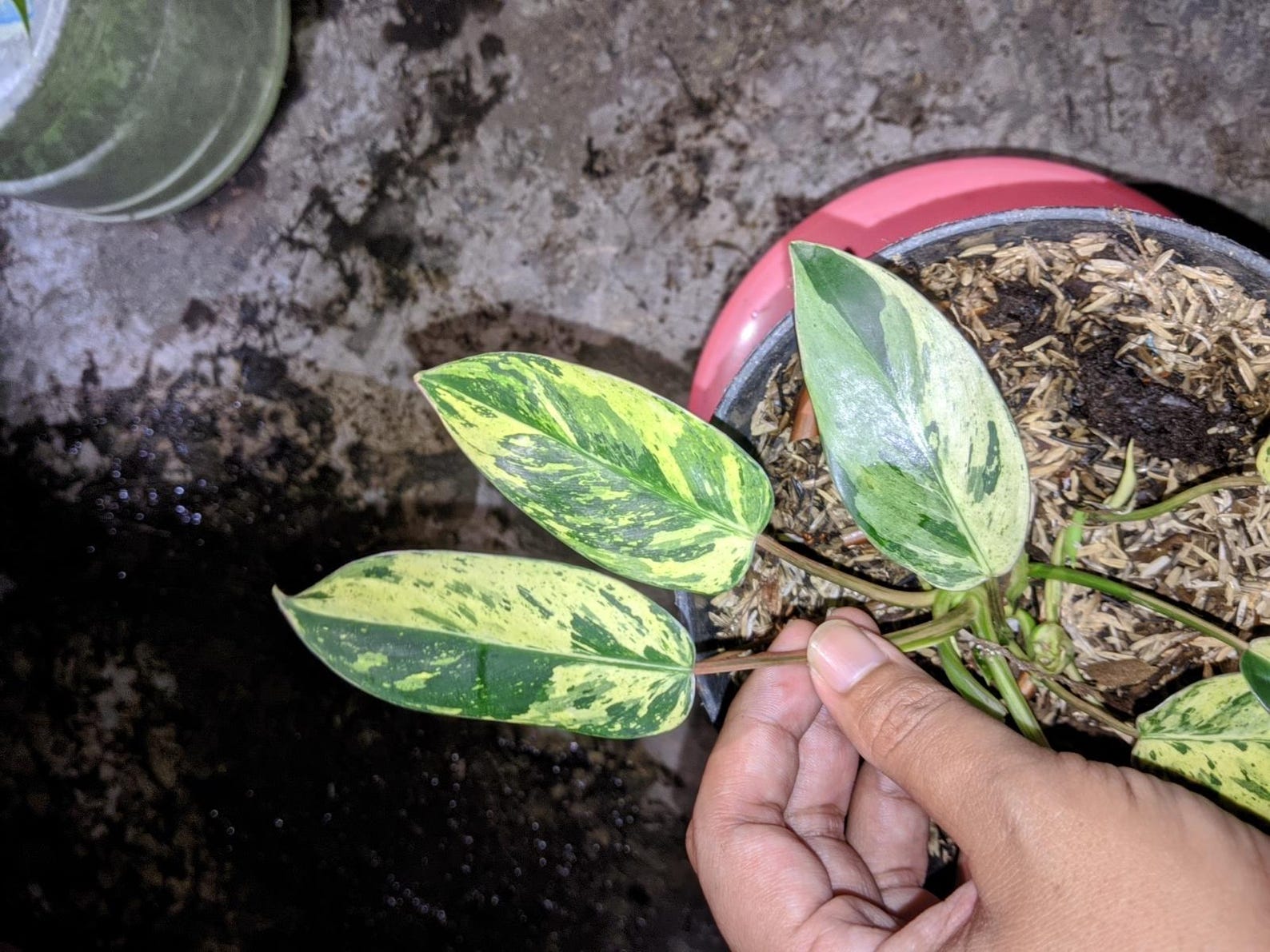 Philodendron Ilsemani Filiphine Variegated Real Picture - Etsy