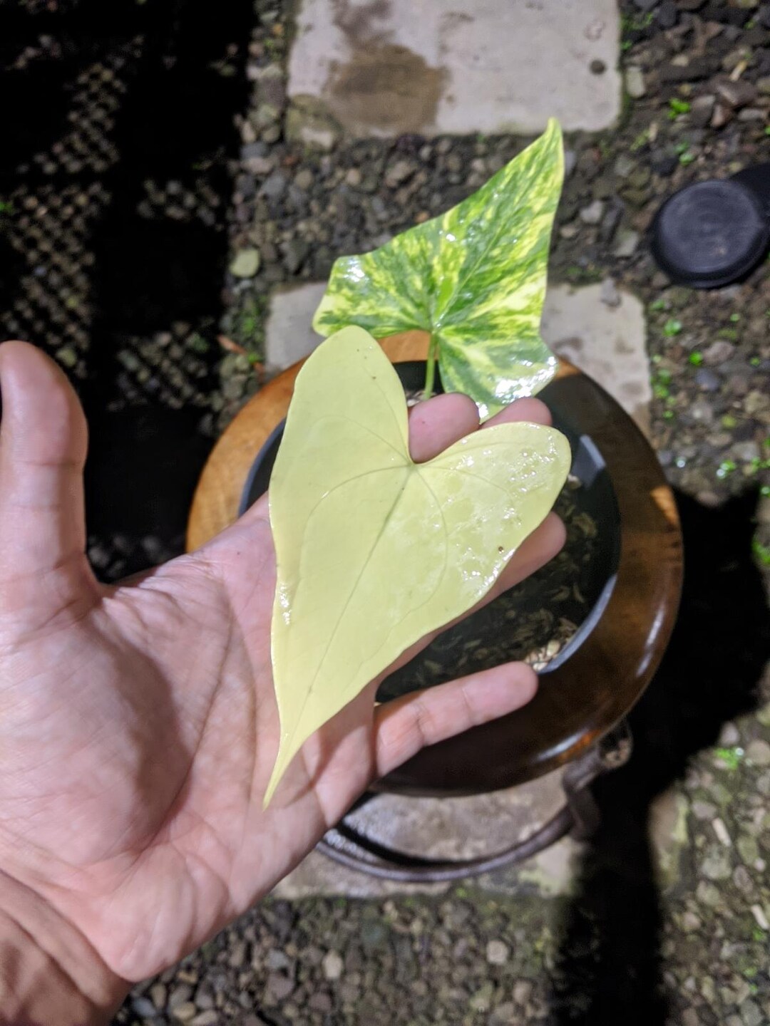 Anthurium Pterodactyl Variegated Beauty Real Picture - Etsy