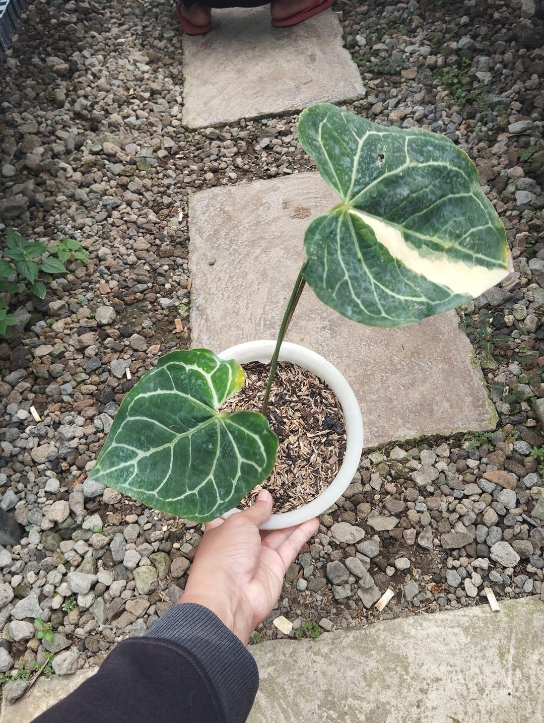 Anthurium Minahasa Variegated Real Picture - Etsy