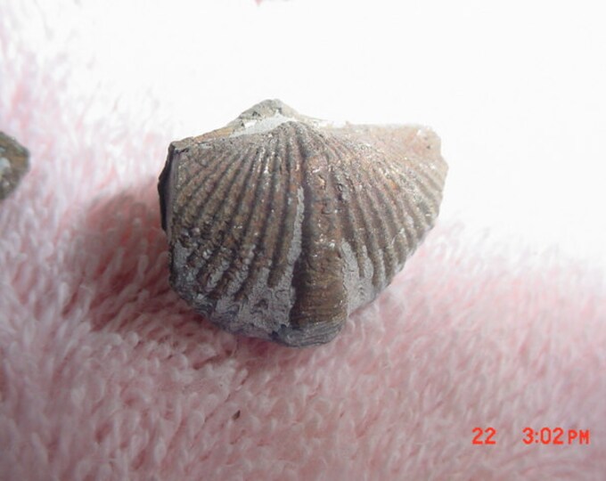 Pyritized Brachiopod Clam Shell Fossil Wire Wrap or Necklace 1 - Etsy