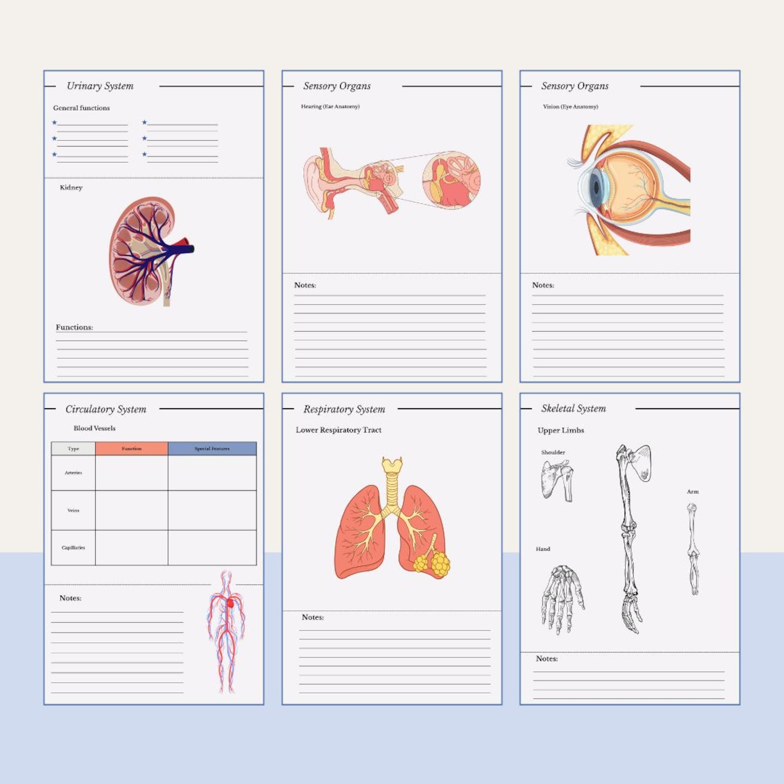 Easy Anatomy – Aesthetic Anatomy Study Template | Colorful Printable ...