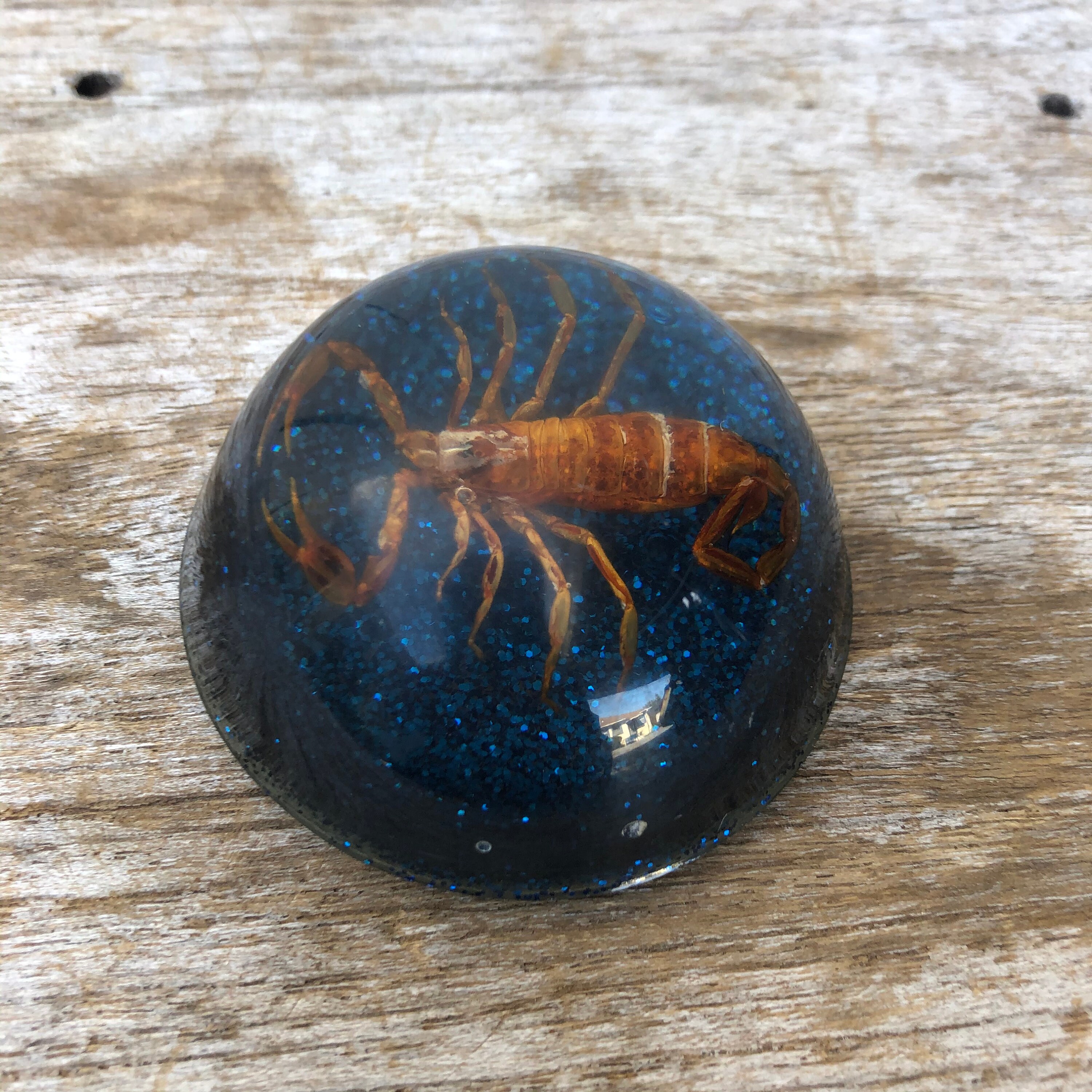 Vintage Scorpion Paperweight Scorpion Paperweight | Etsy