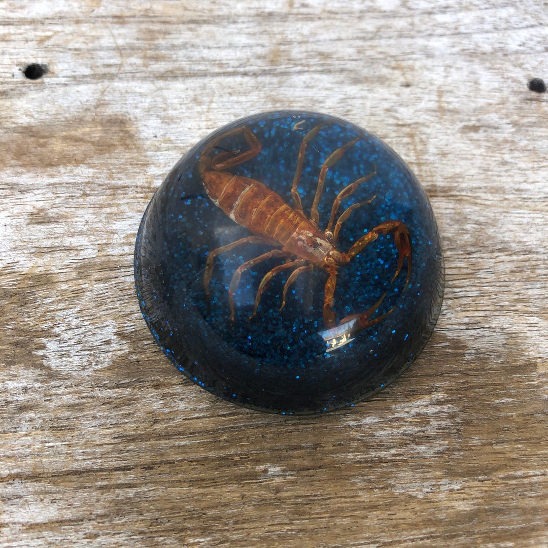 Vintage Scorpion Paperweight Scorpion Paperweight - Etsy