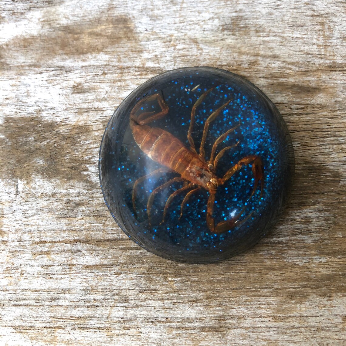 Vintage Scorpion Paperweight Scorpion Paperweight | Etsy
