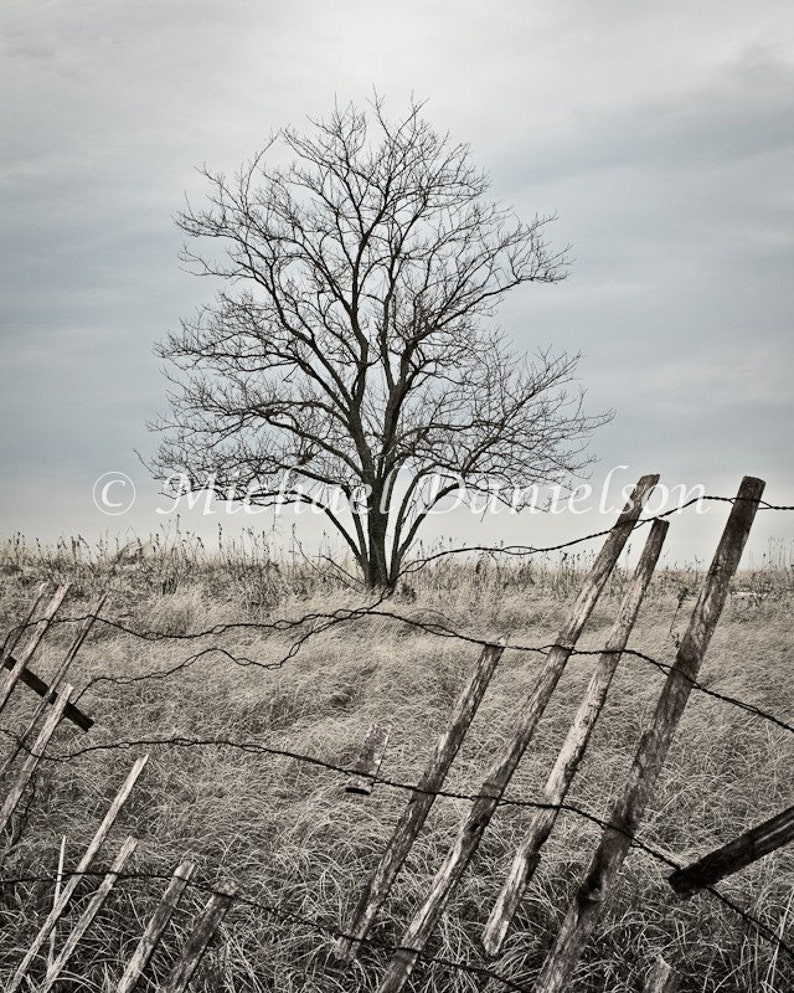 Photograph Tree Withered Print - Etsy