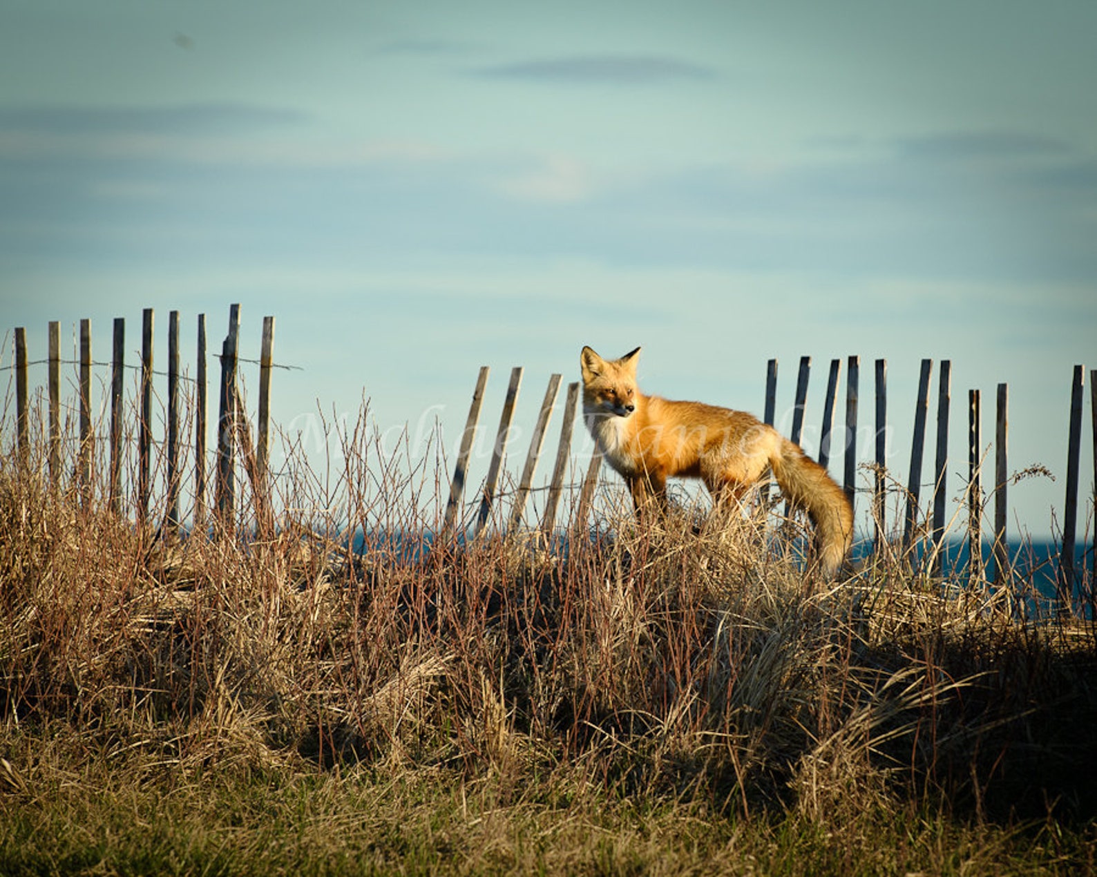 Red Fox at Beach Animal Nature Photograph Print - Etsy
