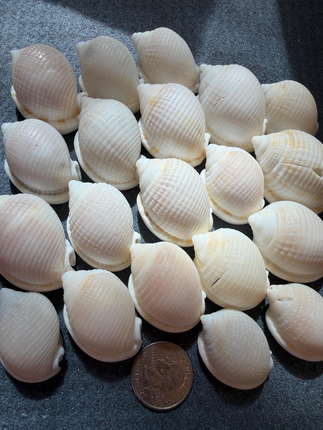 20 Craft Grade Scotch Bonnet Seashells - Etsy