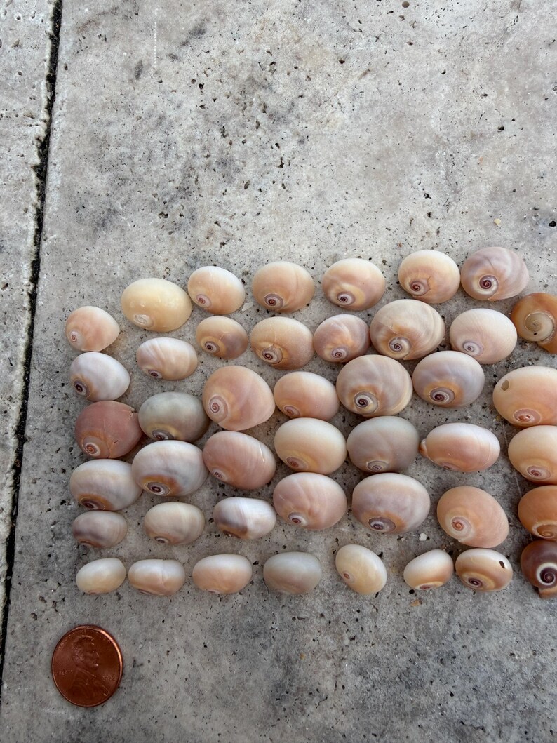 44 XS Shark Eye Moon Snails - Etsy UK