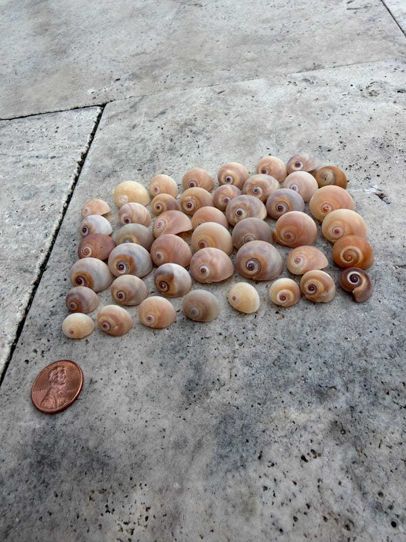 44 XS Shark Eye Moon Snails - Etsy UK