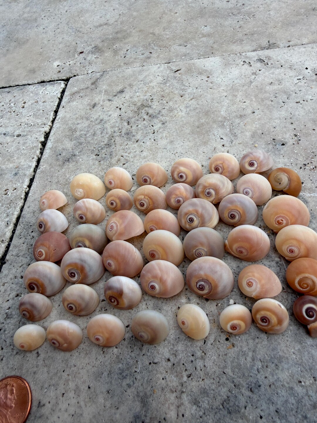 44 XS Shark Eye Moon Snails - Etsy UK