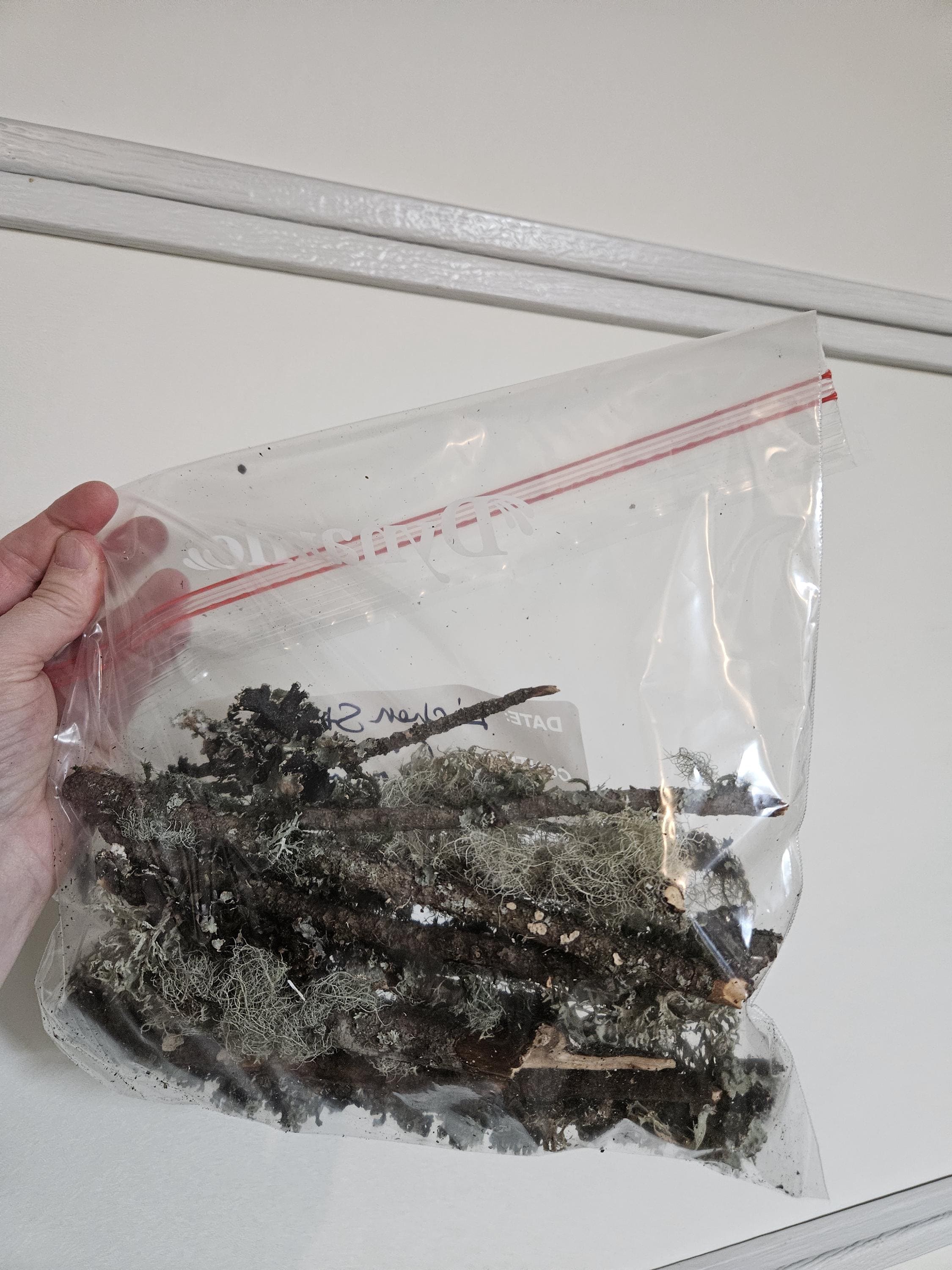 Lichen Covered Sticks and Branches - Etsy