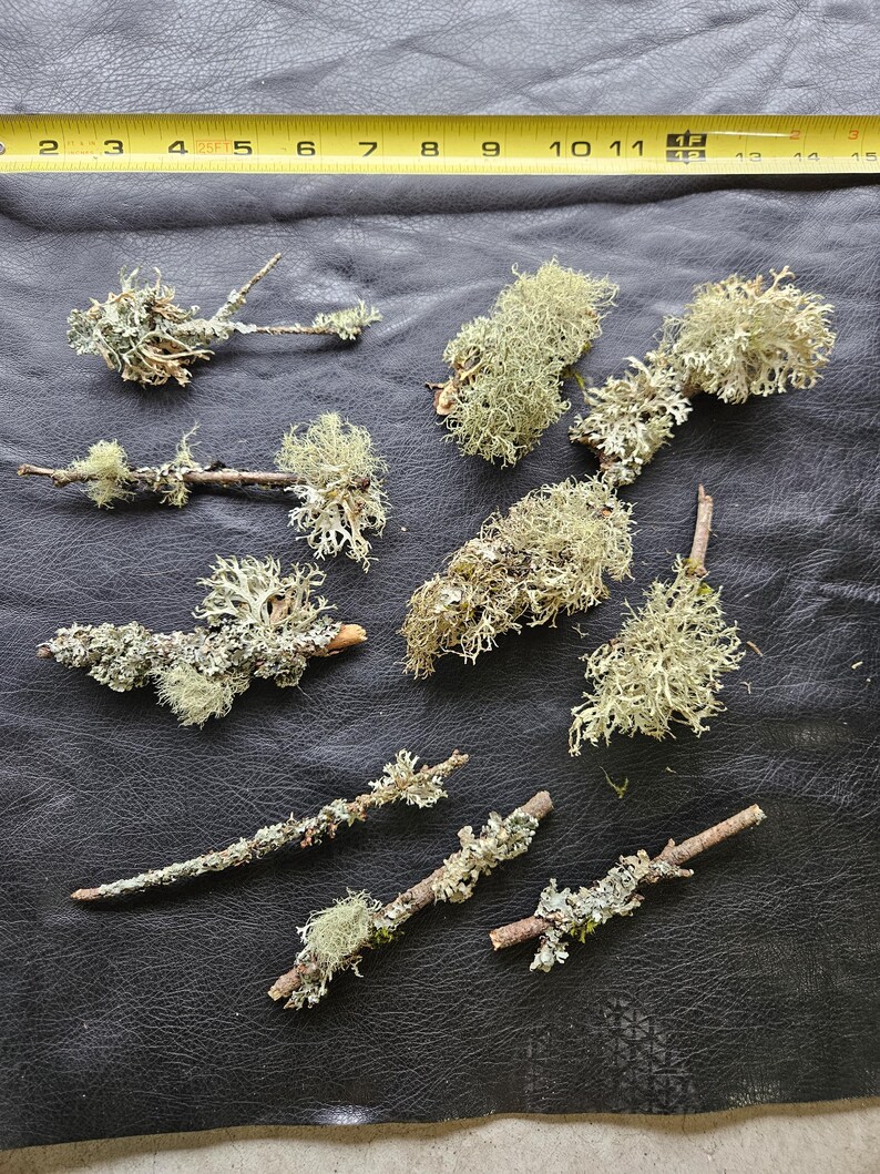 Lichen Covered Sticks and Branches - Etsy
